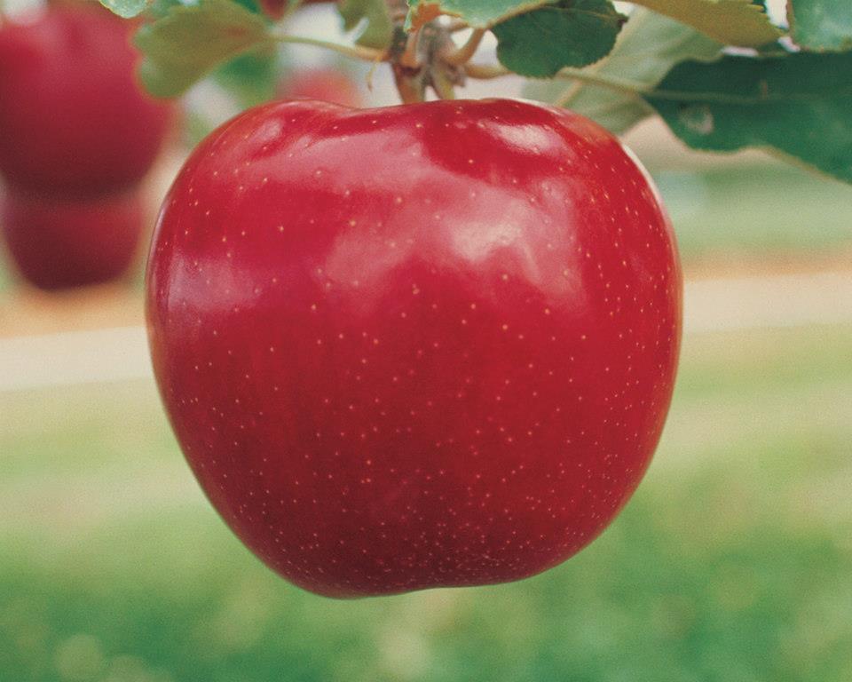 Már nem az Idared a lengyel almaültetvények királya - FruitVeB